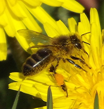 Have you ever noticed the hum of bees as you walk in the countryside ...