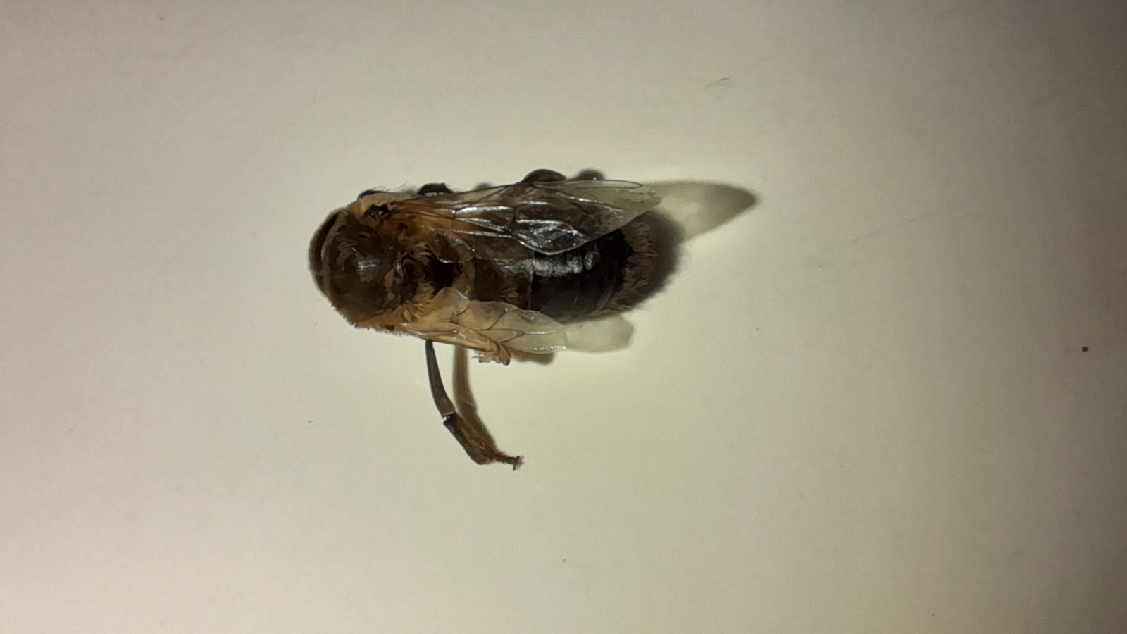 Deformed Wing Virus - Isle of Man Beekeepers
