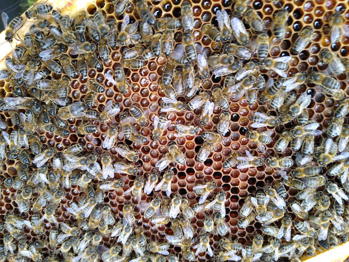 Queenless Hive - Isle of Man Beekeepers